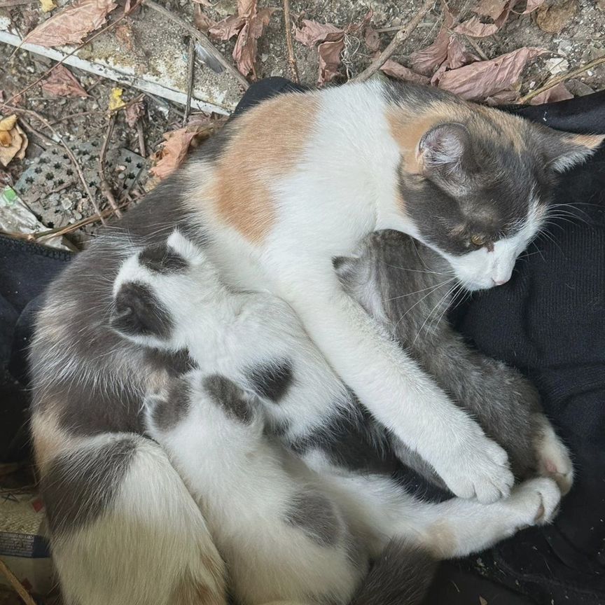 Кошка и котята ищут дом (из приюта)