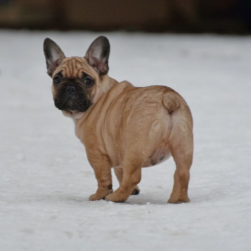 Мальчик Барни