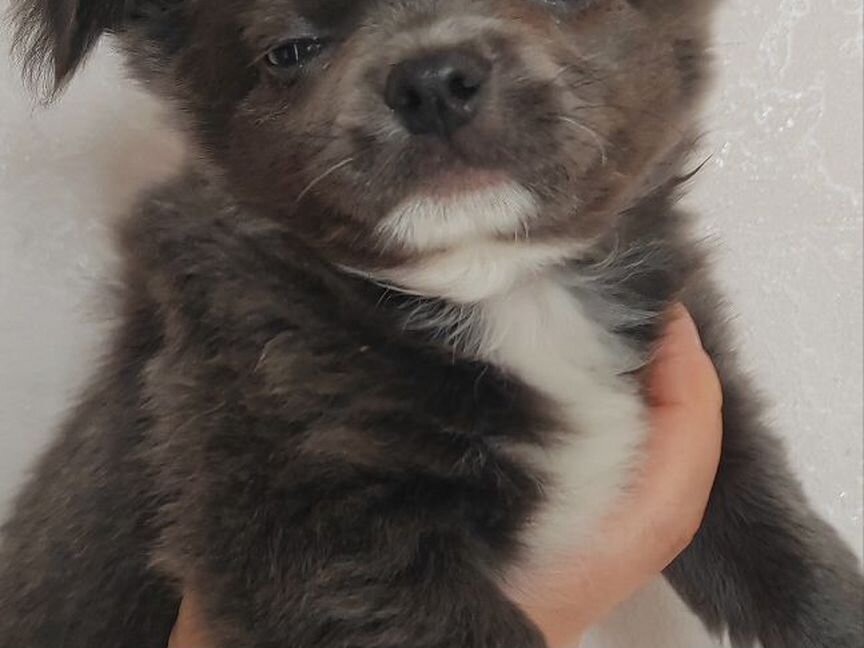 Щенки чихуахуа длинношерстные