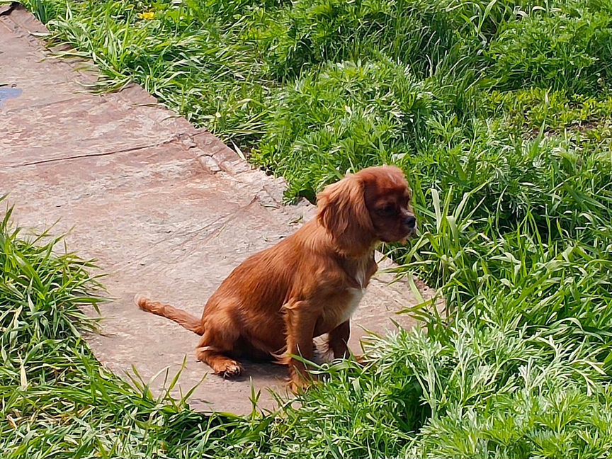 Рубиновые кавалеры