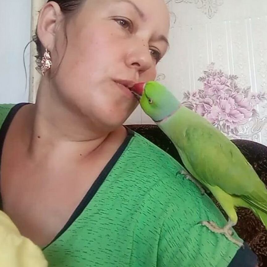 Ожереловый попугай самец ручной