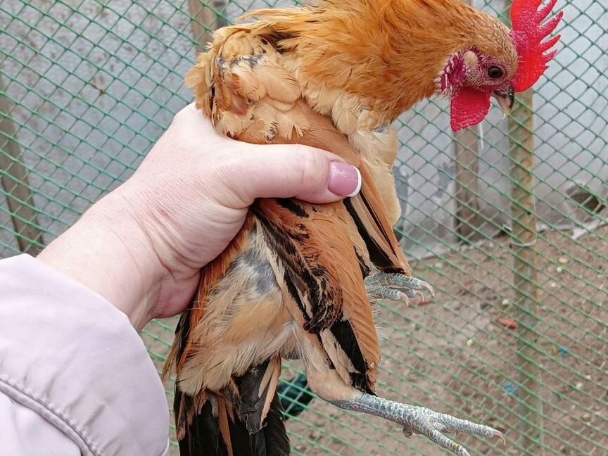 Малазийская серама