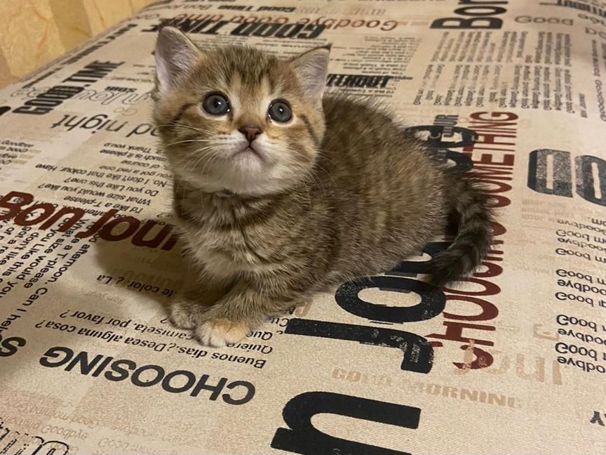 Шотландские вислоухие котята