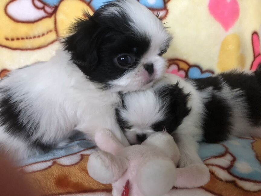 Японские хины