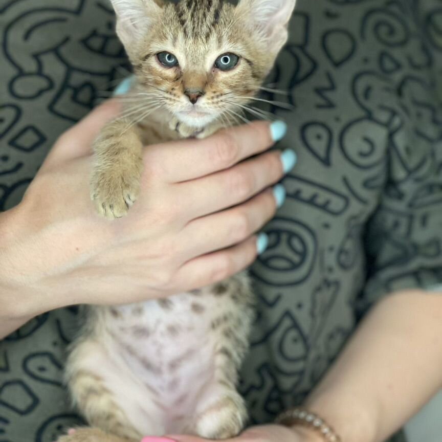 Саванна