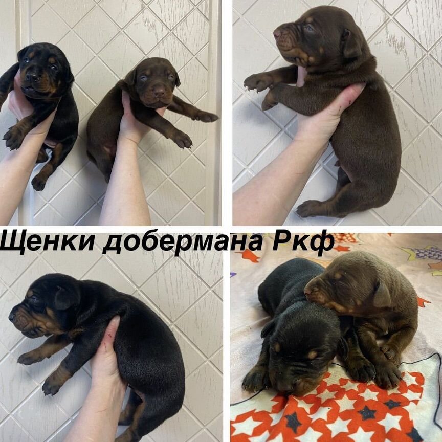 Доберман, щенок
