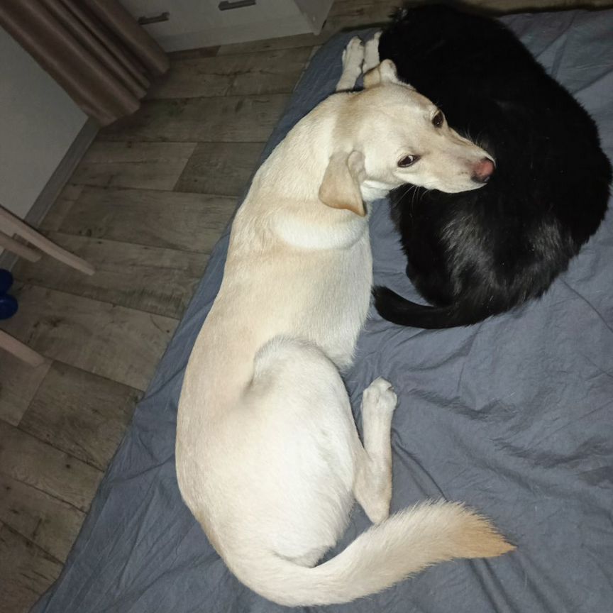 Щенок в добрые руки