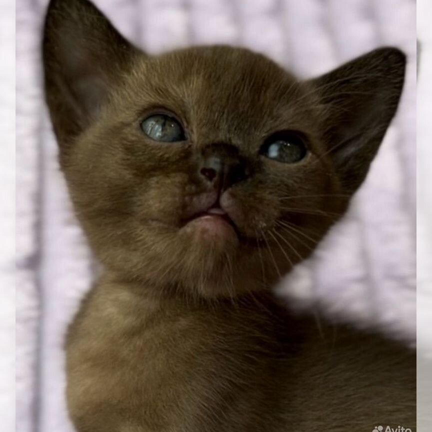 Бурманские котята