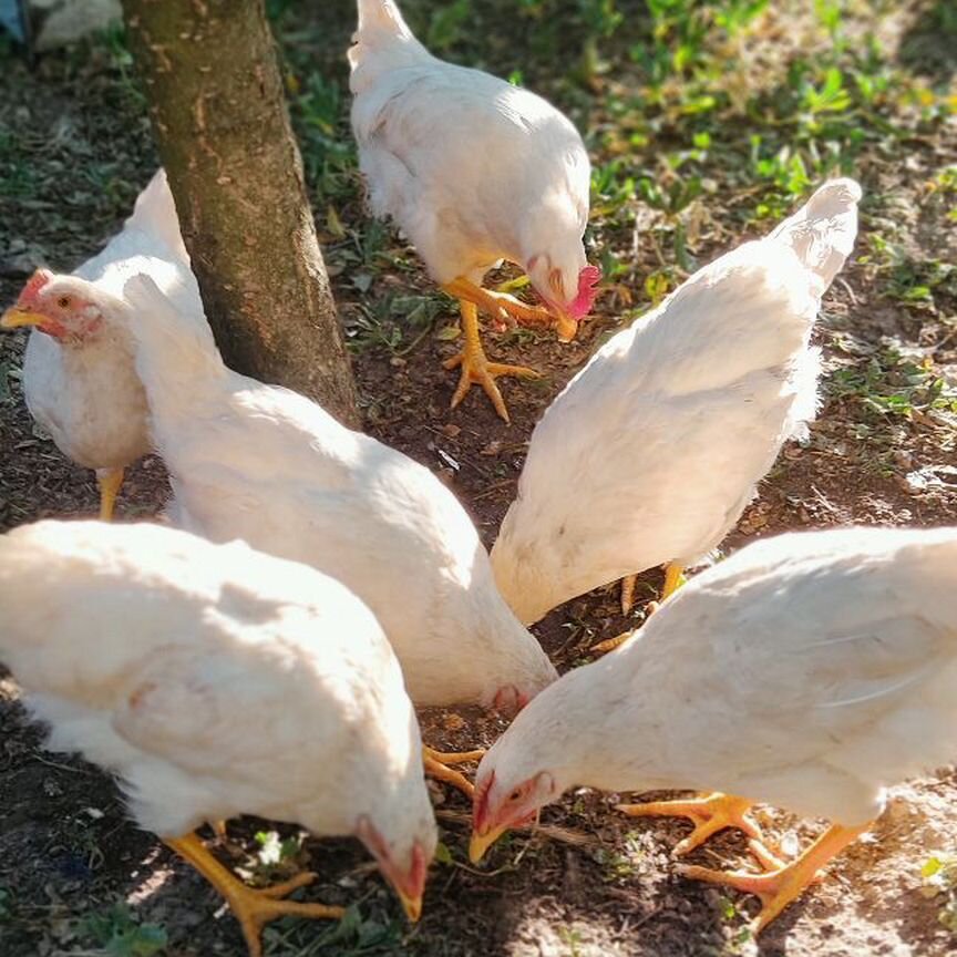 Молодые петушки Ломан Браун