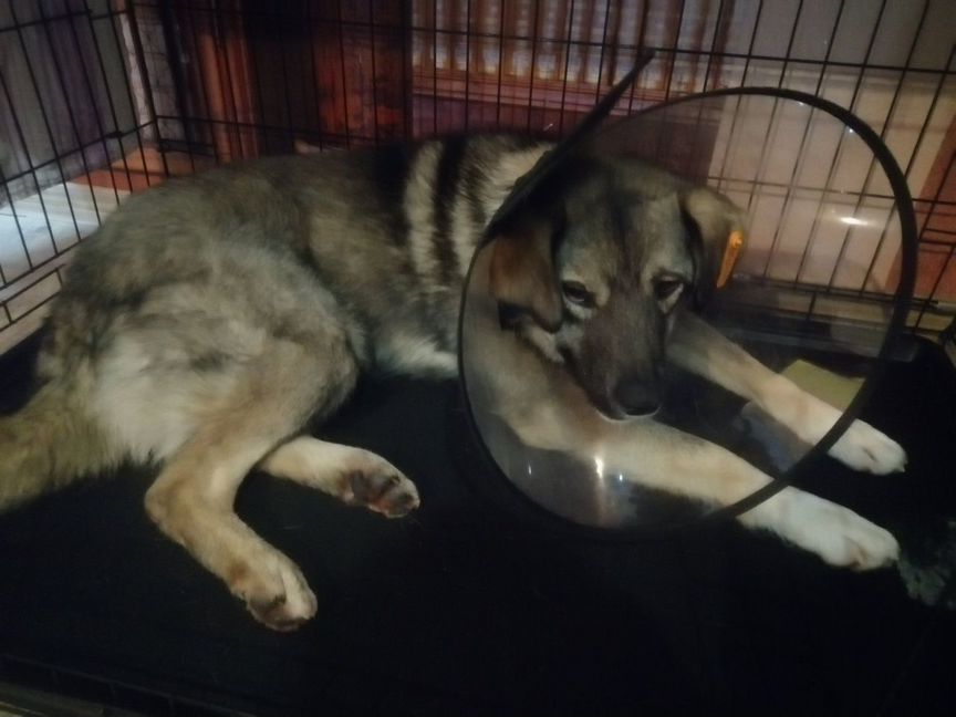 Ищем дом для собаки