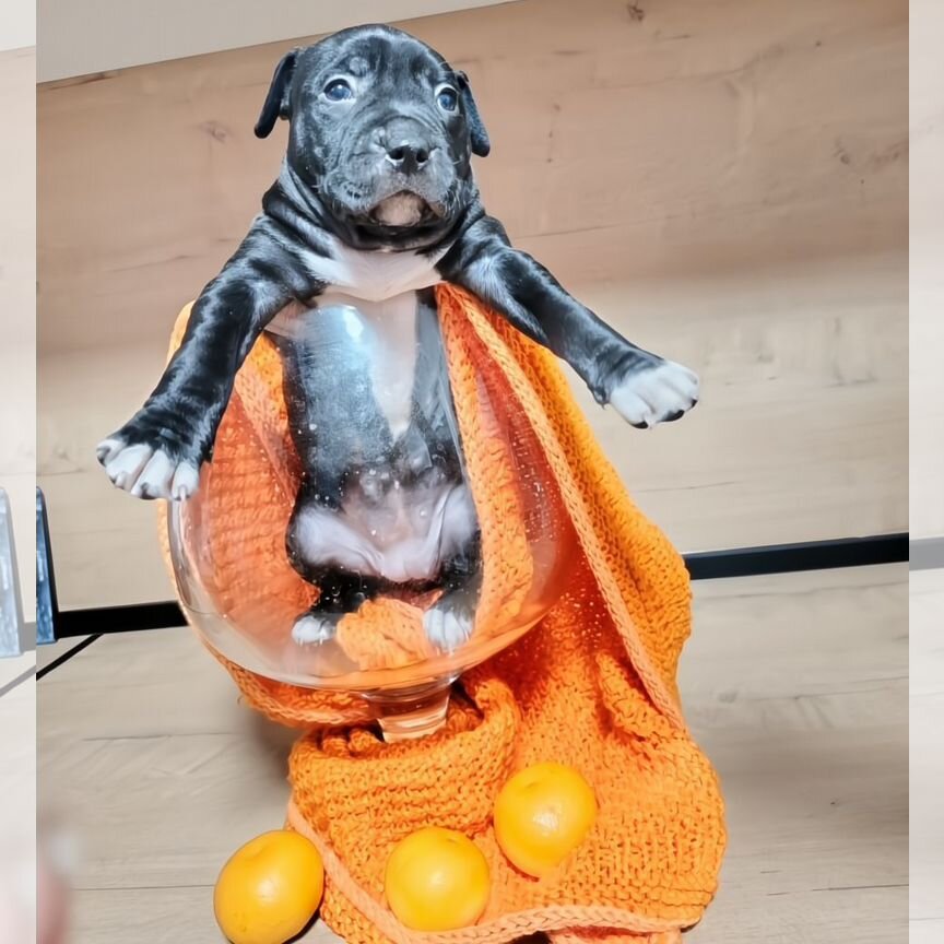 Американский питбультерьер, щенок