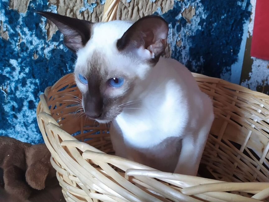 Ориентальный сиамский мальчик