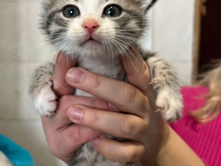 Котенок кроха в приюте Некрасовка. В дар