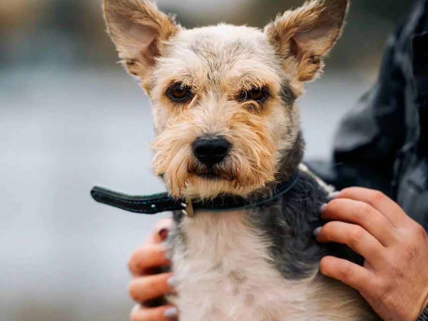 Скотч-терьер в добрые руки бесплатно