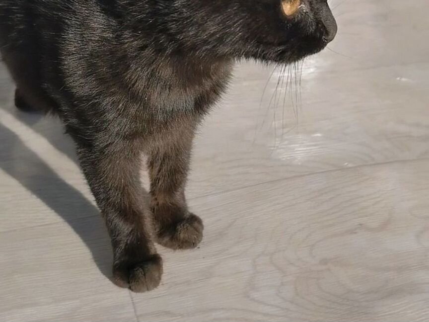 Котенок в добрый руки