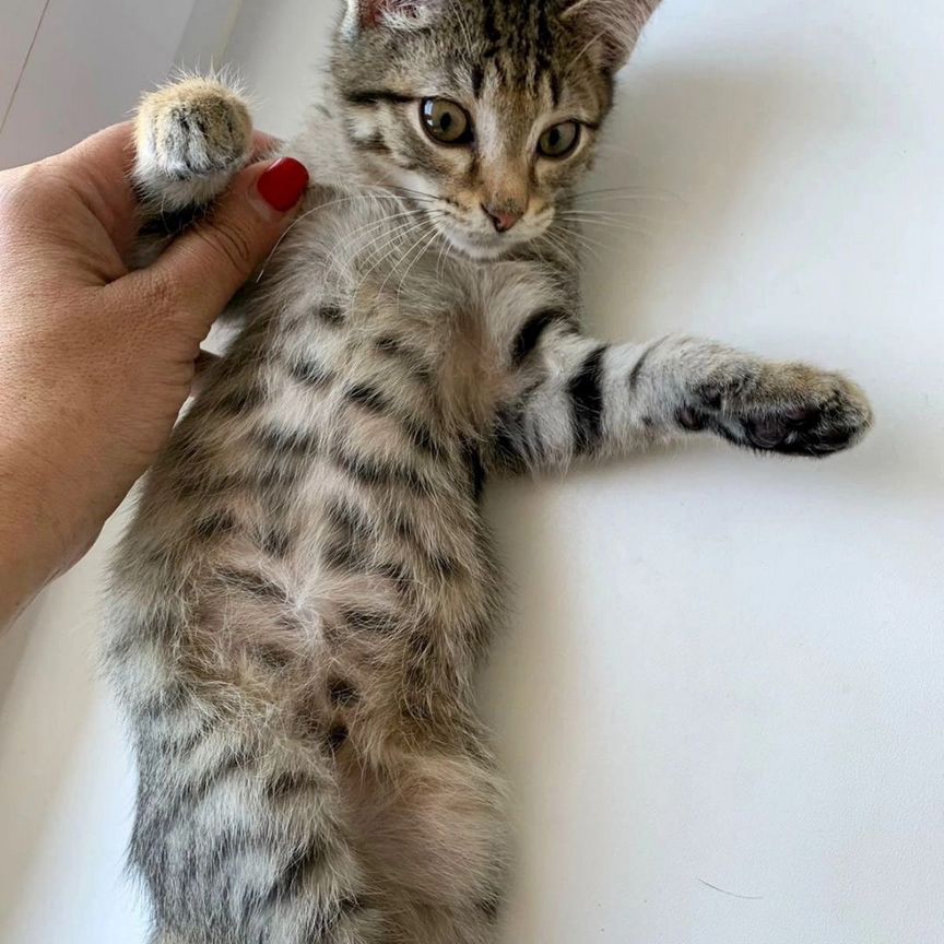 Котенок