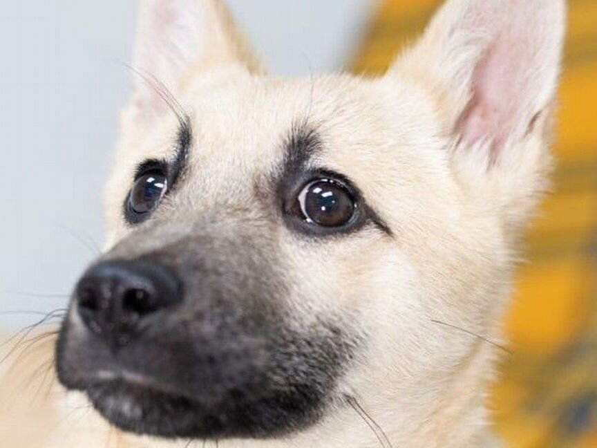 Собака в добрые руки щенок