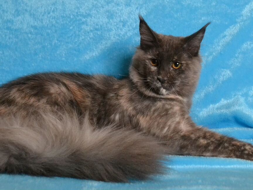 Подросток мейн-кун девочка