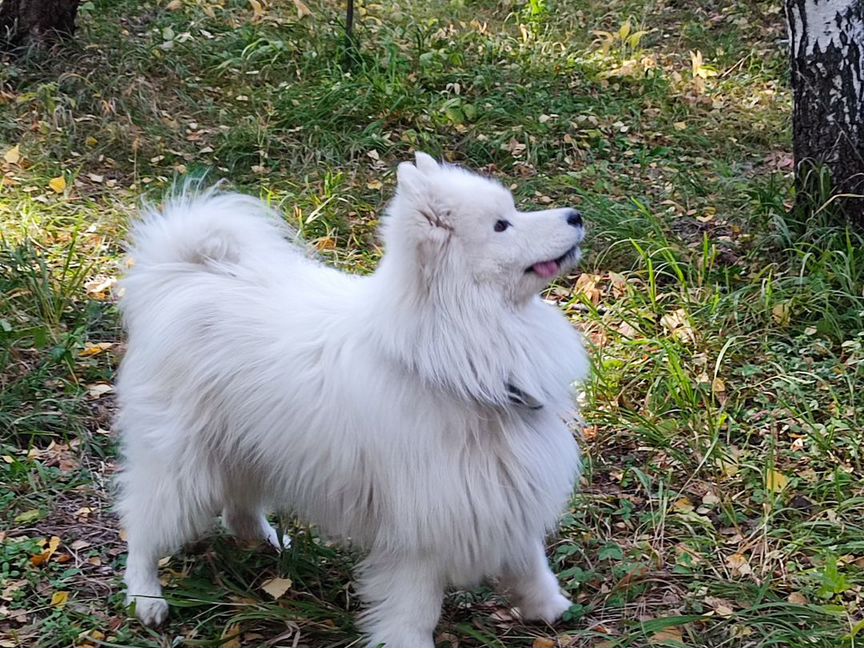 Самоедка в добрые руки