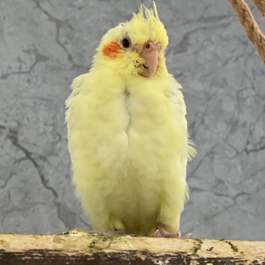 Попугай корелла