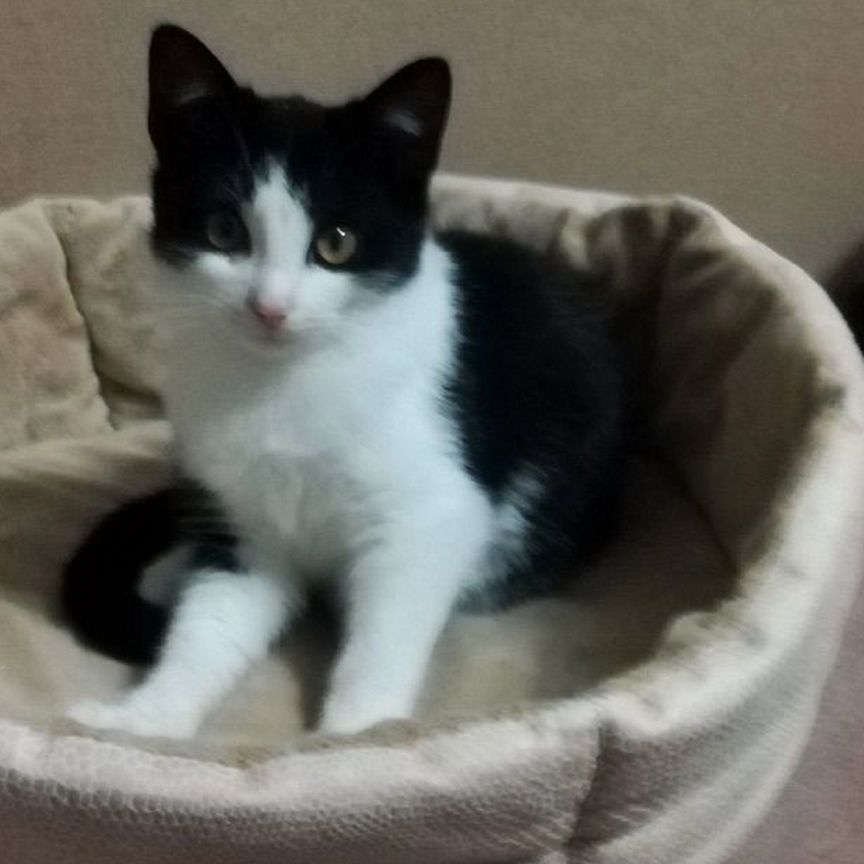 Отдадим котика