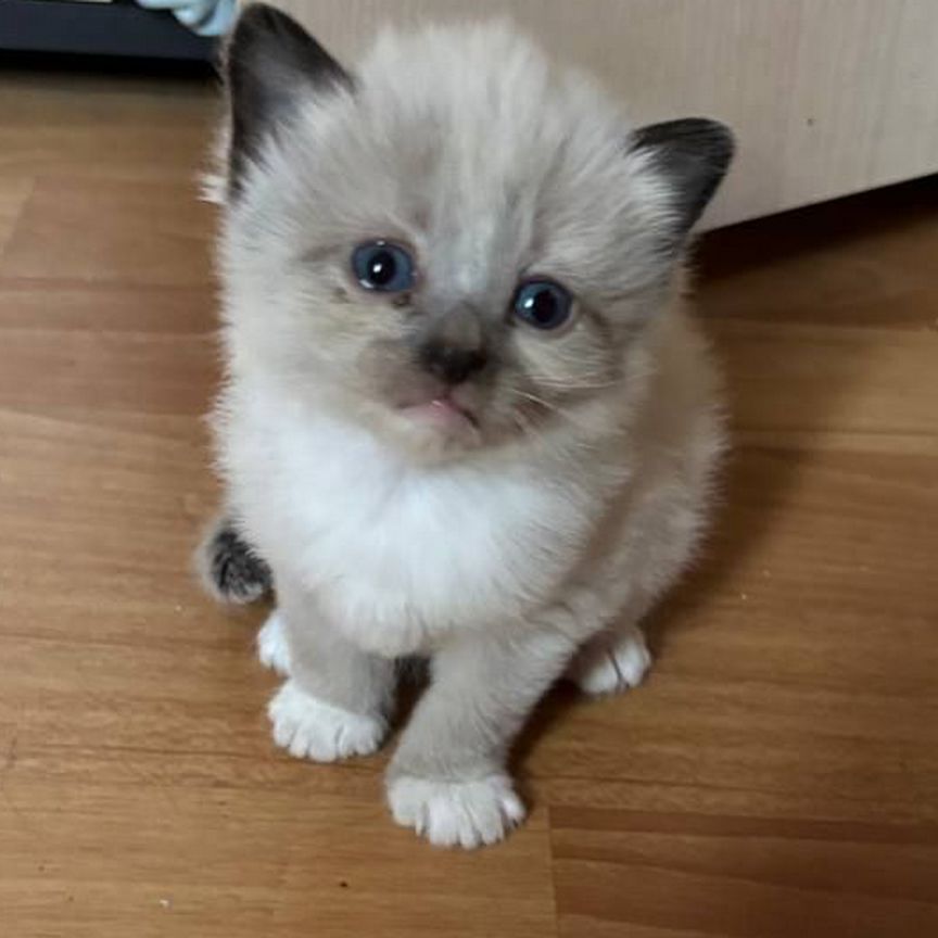 Котята бесплатно окрас сиамский
