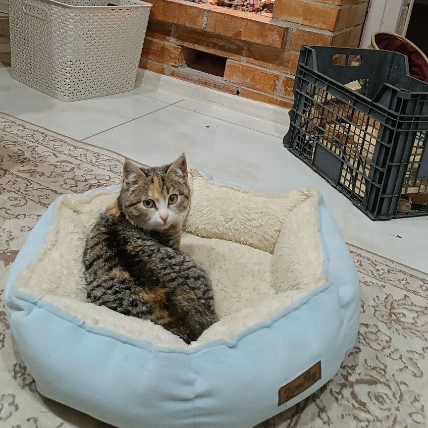 Котёнок в добрые руки