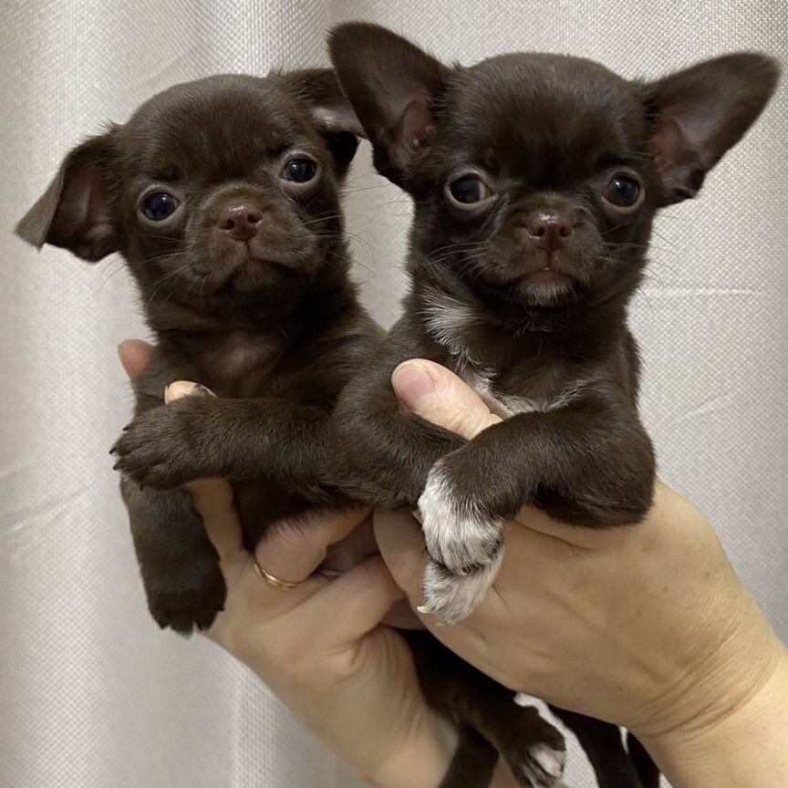 Чихуахуа, щенок