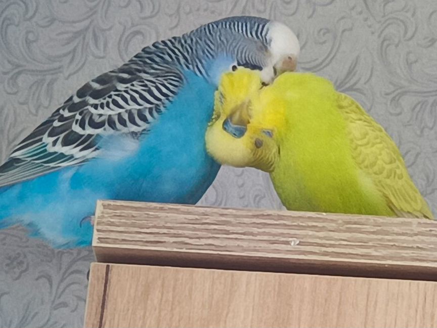 Пара волнистиков