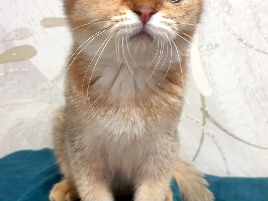 Шотландский фолд Генри