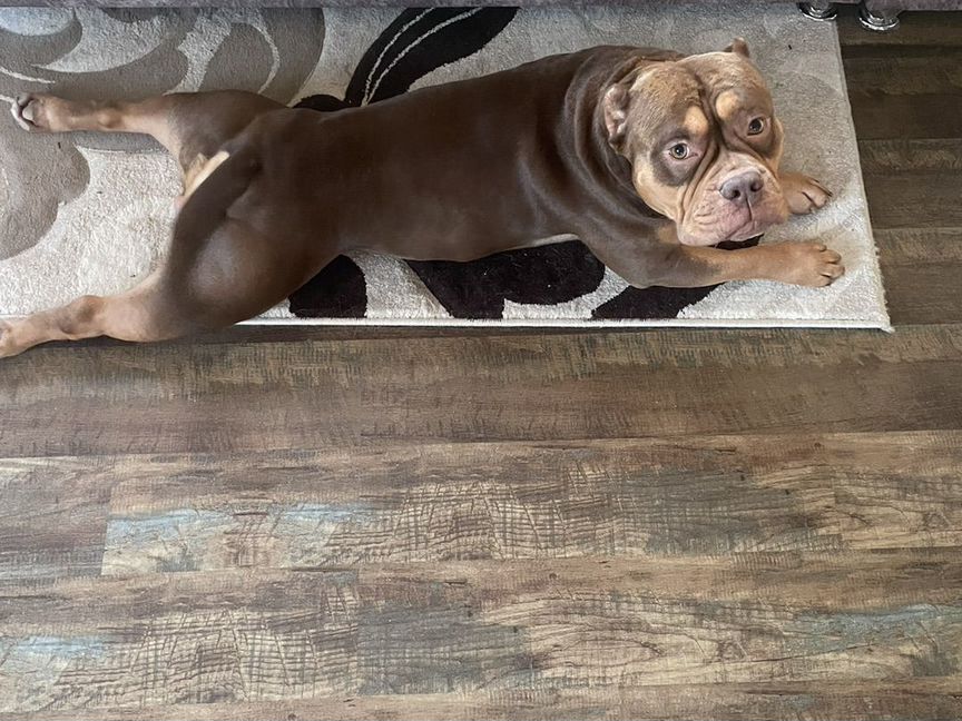 Американский булли вязка