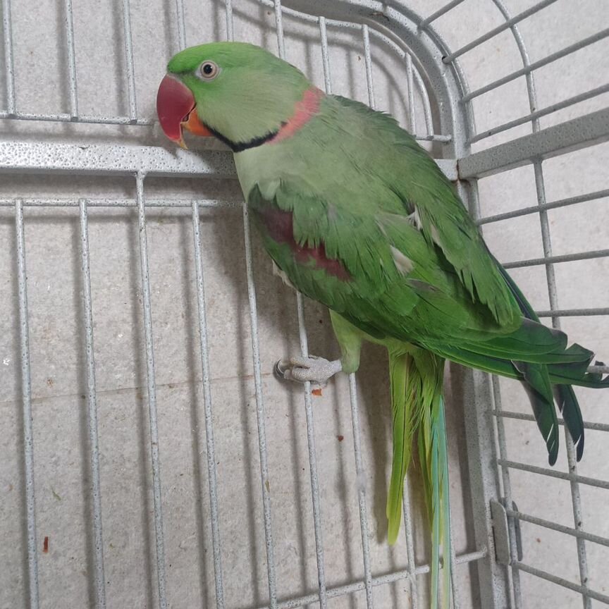 Александрийский попугай