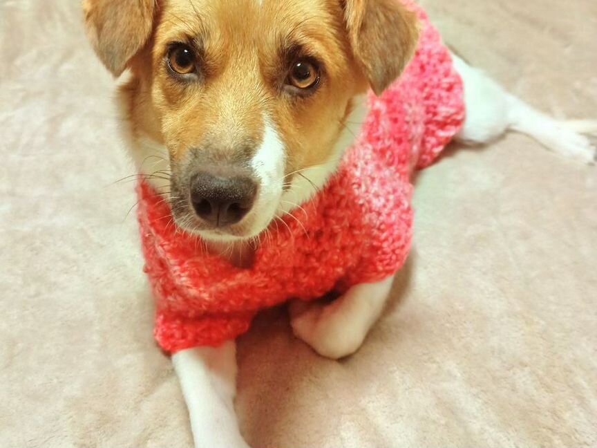 Джек Рассел терьер метис