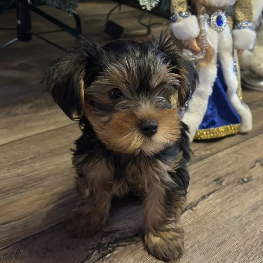 Йоркширский терьер, щенок