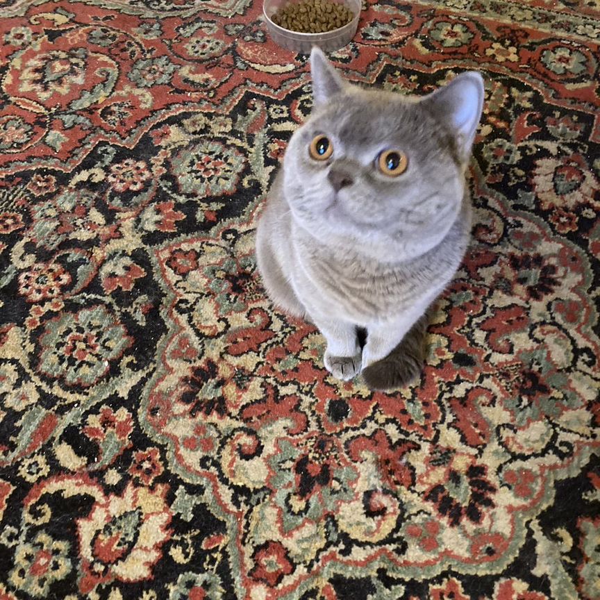 Кот
