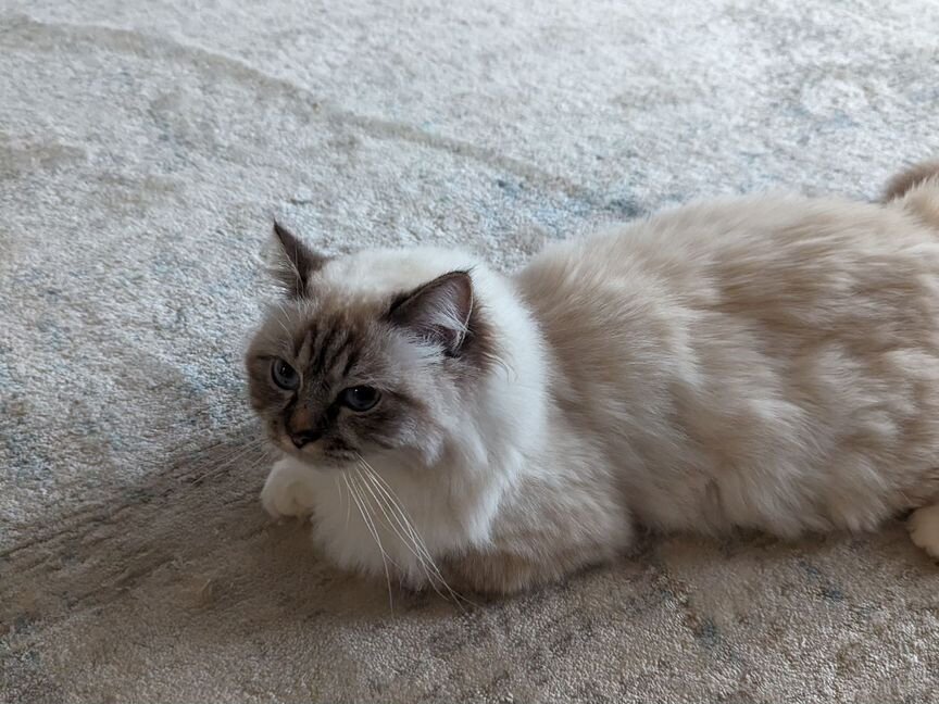 Священная бирма