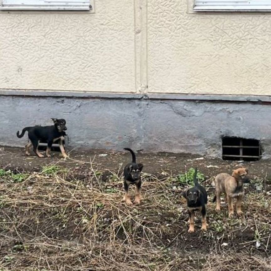 Щенки в добрые руки