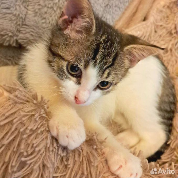 Активный котенок отдаётся в добрые руки