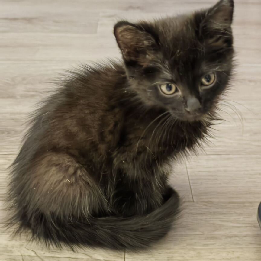 Котёнок в добрые руки