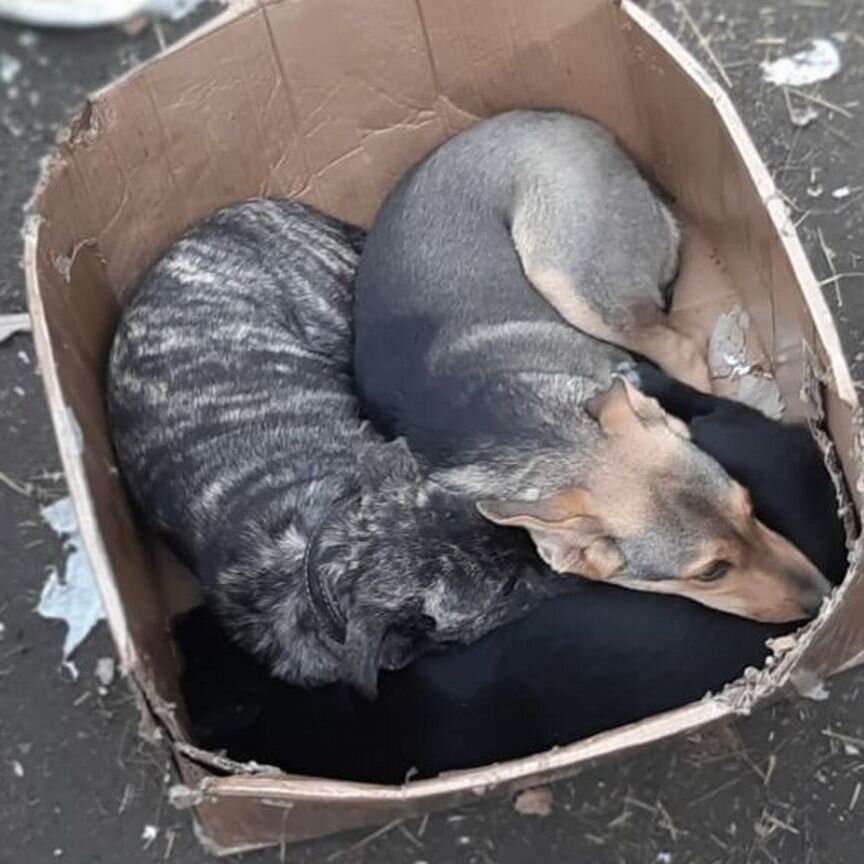 Щенок в добрые руки бесплатно