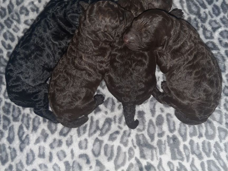 Домашние животные собаки щенкиЩенки пуделя