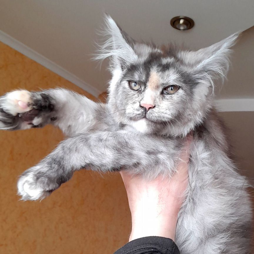 Снежная черепашка