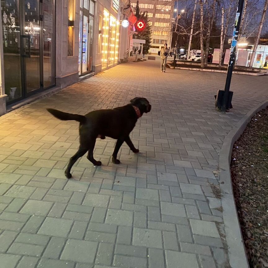 Чьята собака бегает на жд вокзале