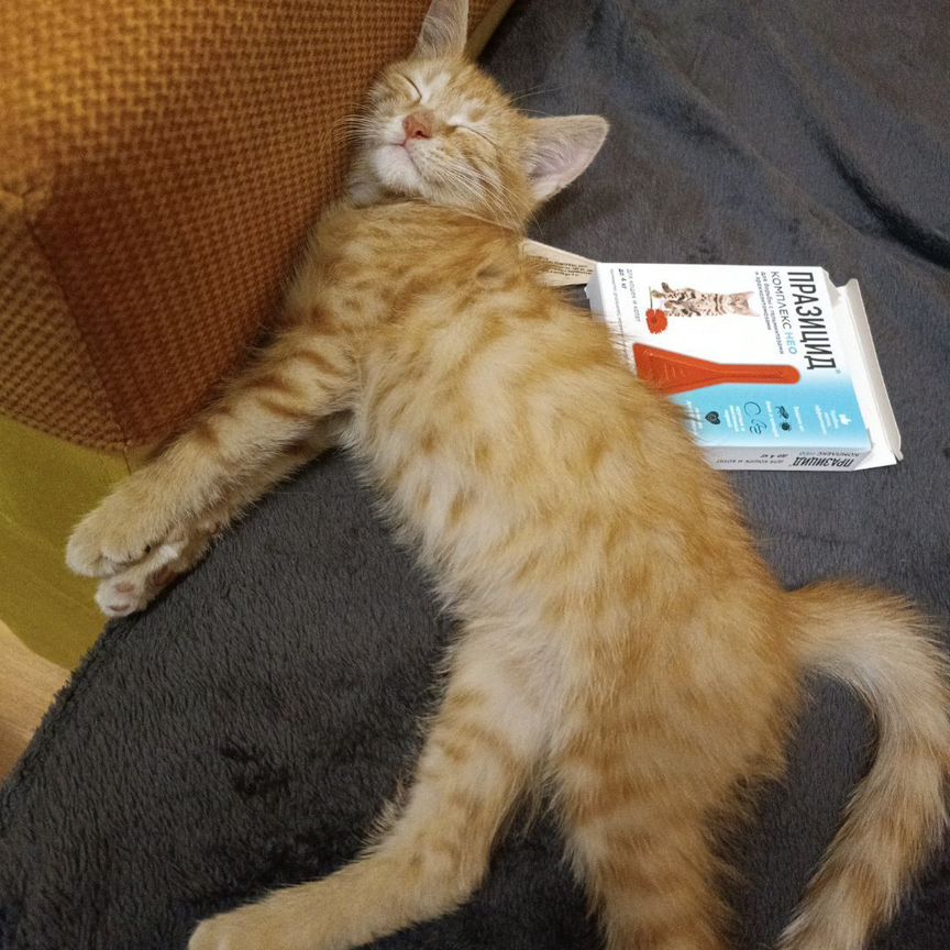 Отдам котеночка, в добрые и ответственные руки