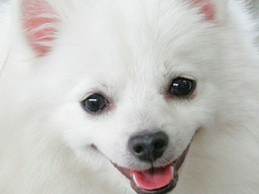 Щенки шпица