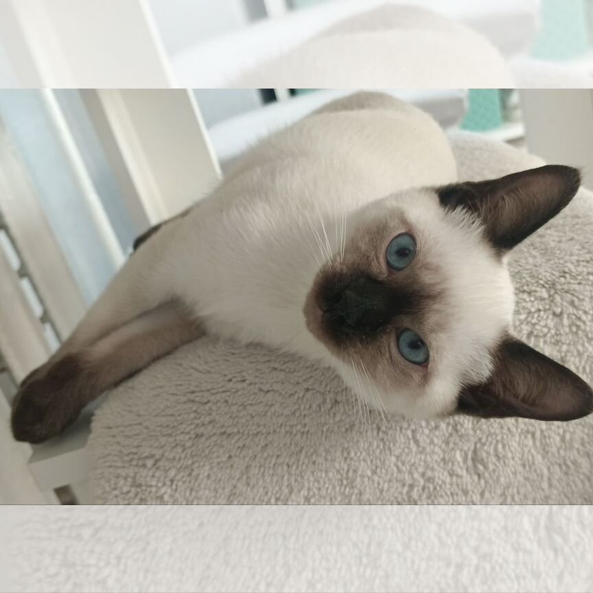 Тайский котёнок