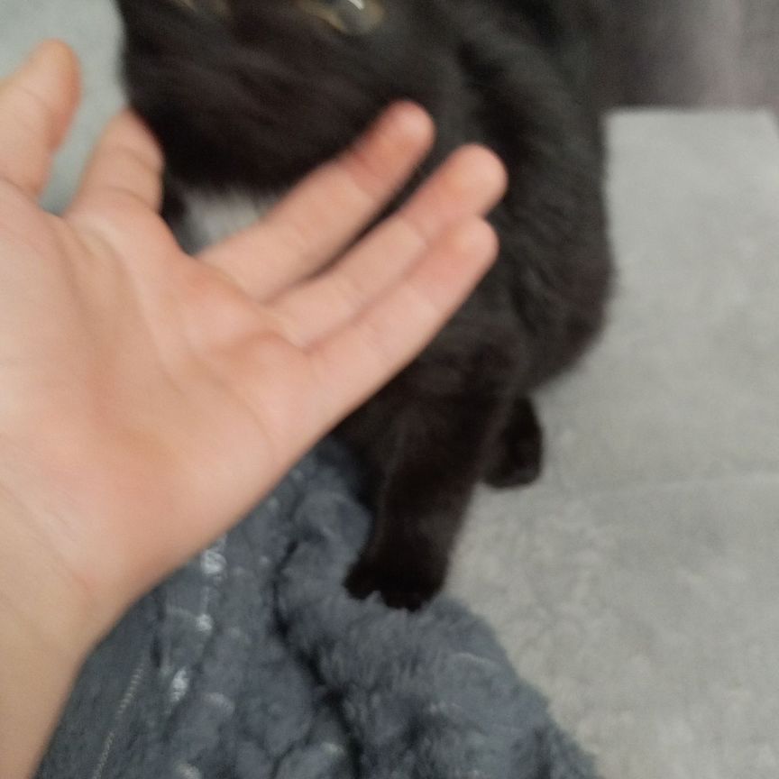 Нашли котенка отдадим