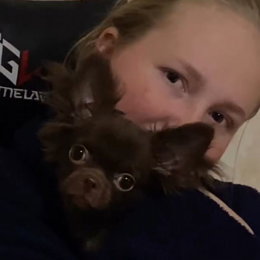 Чихуахуа, щенок