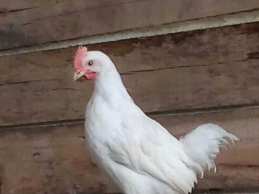 Молодые петушки