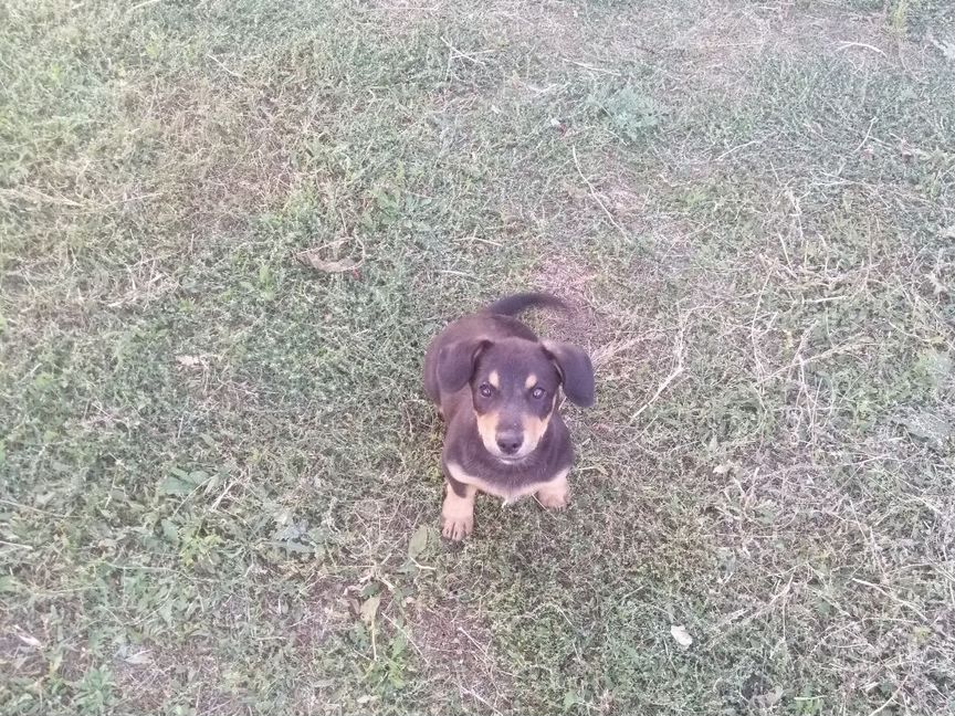 Собака в добрые руки